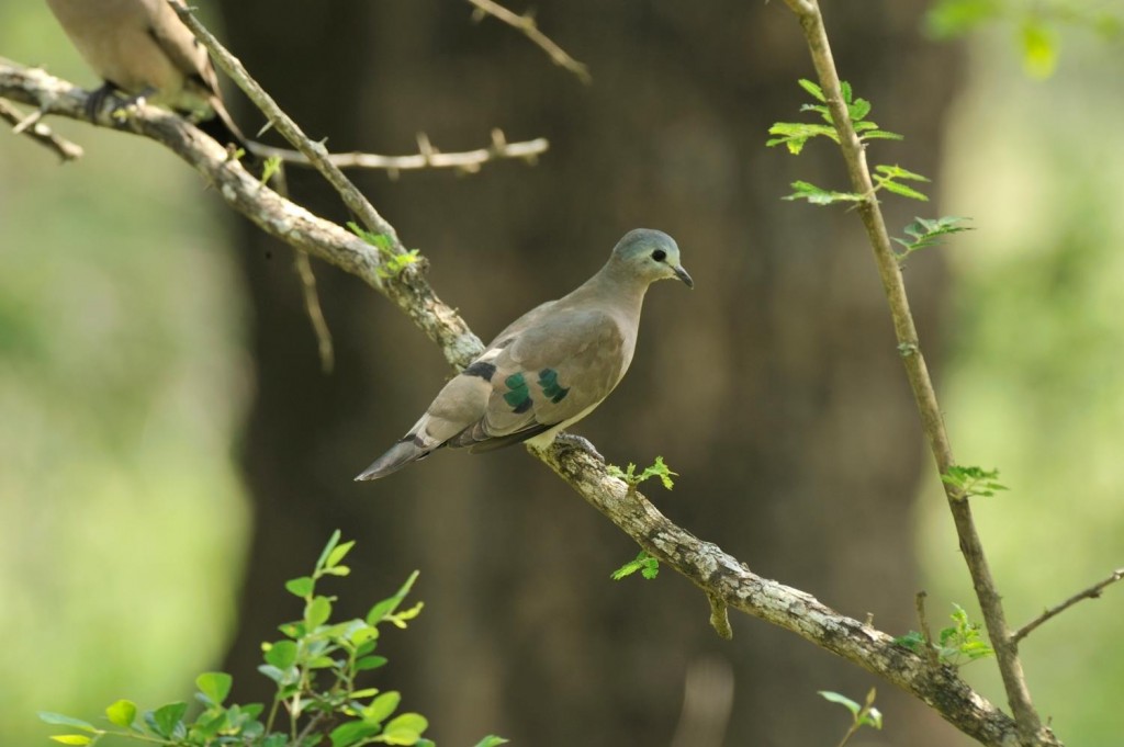 Bush whispers | Stories and news from Planet Afryca